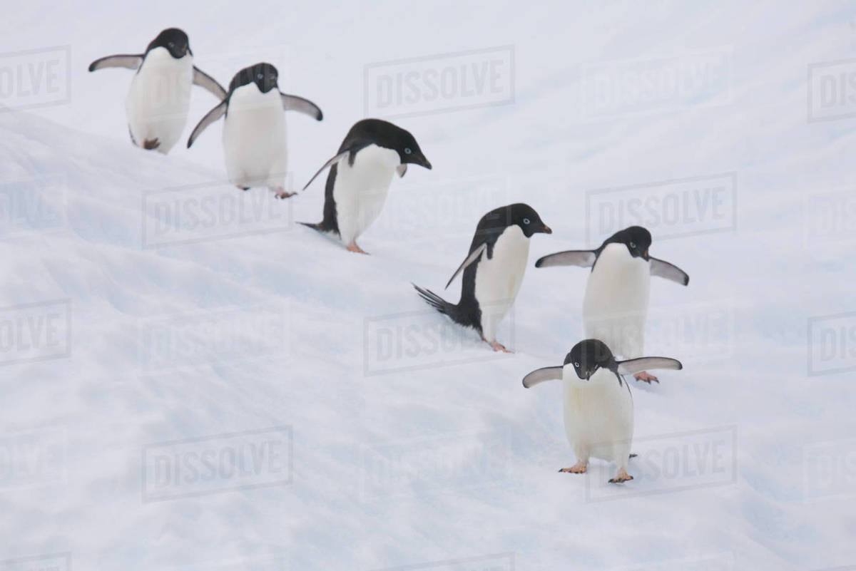 Penguins Are Always Together Emperor Penguins: Antarctic Diving Birds