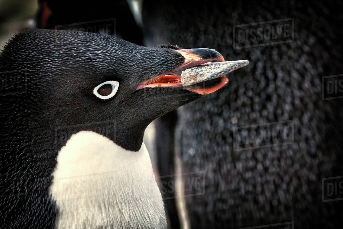 Antarctica. Adelie Penguin gathers a pebble for a nest. - Royalty-free ...
