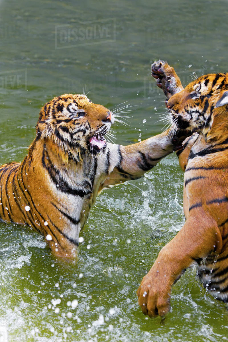 Tigers play fighting in water, Indochinese tiger or Corbett's tiger ...