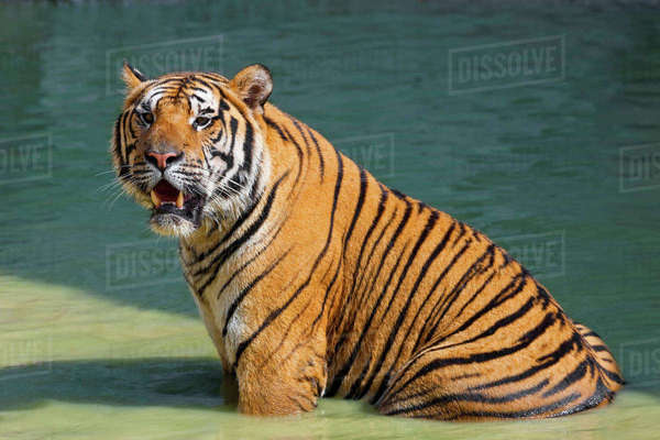 Indochinese tiger or Corbett's tiger (Panthera Tigris corbetti ...
