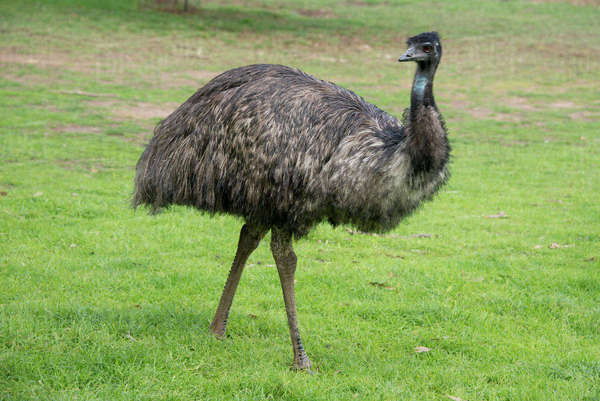 Australia, South Australia, Adelaide. Cleland Wildlife Park. Large ...