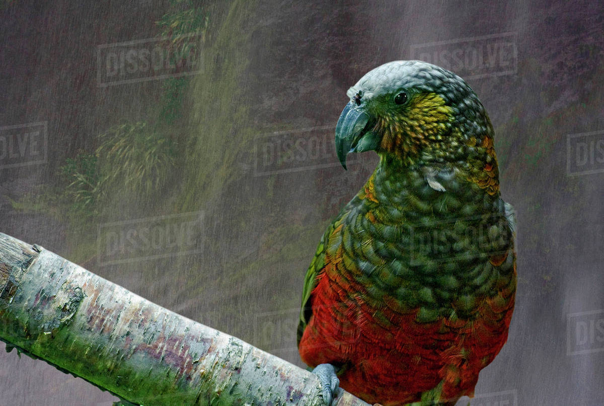 Kaka, a native parrot of New Zealand, with mist from waterfall in ...