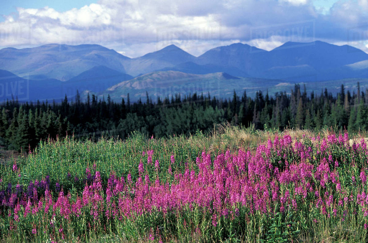 North America, Canada, Yukon. Fireweed blooms near Kluane National park ...