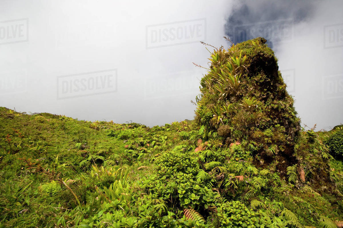 MARTINIQUE. French Antilles. West Indies. Low-growing lush tropical ...
