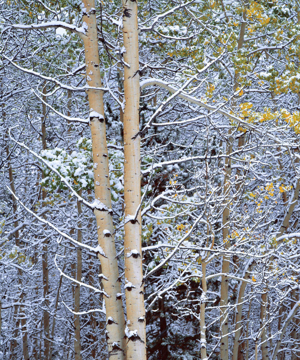 Canada, Alberta, Peter Lougheed PP. Aspen trees record the season's ...