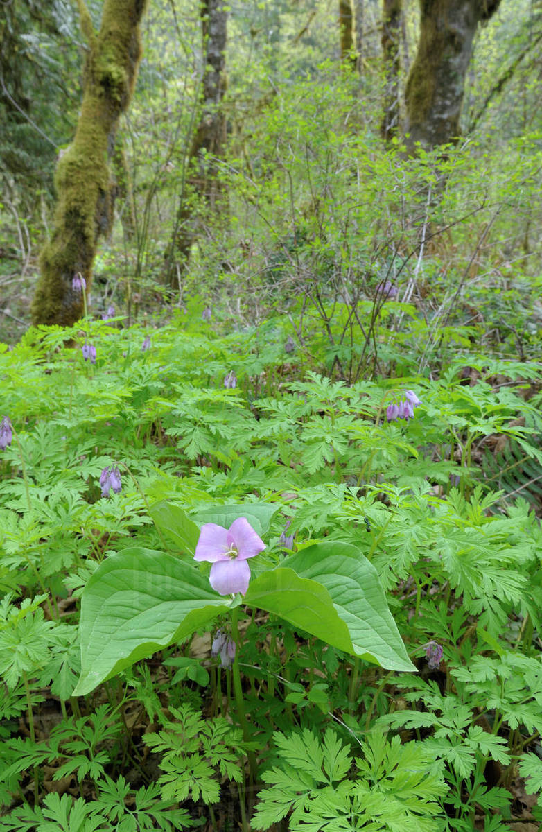 Canada, British Columbia, Vancouver Island. Western Trillium (Trillium ...