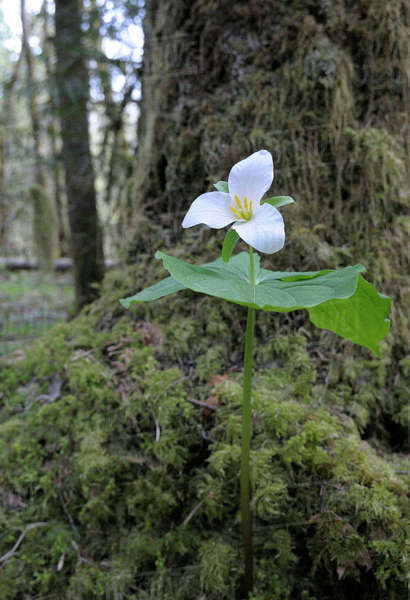 Canada, British Columbia, Vancouver Island. Western Trillium (Trillium ...