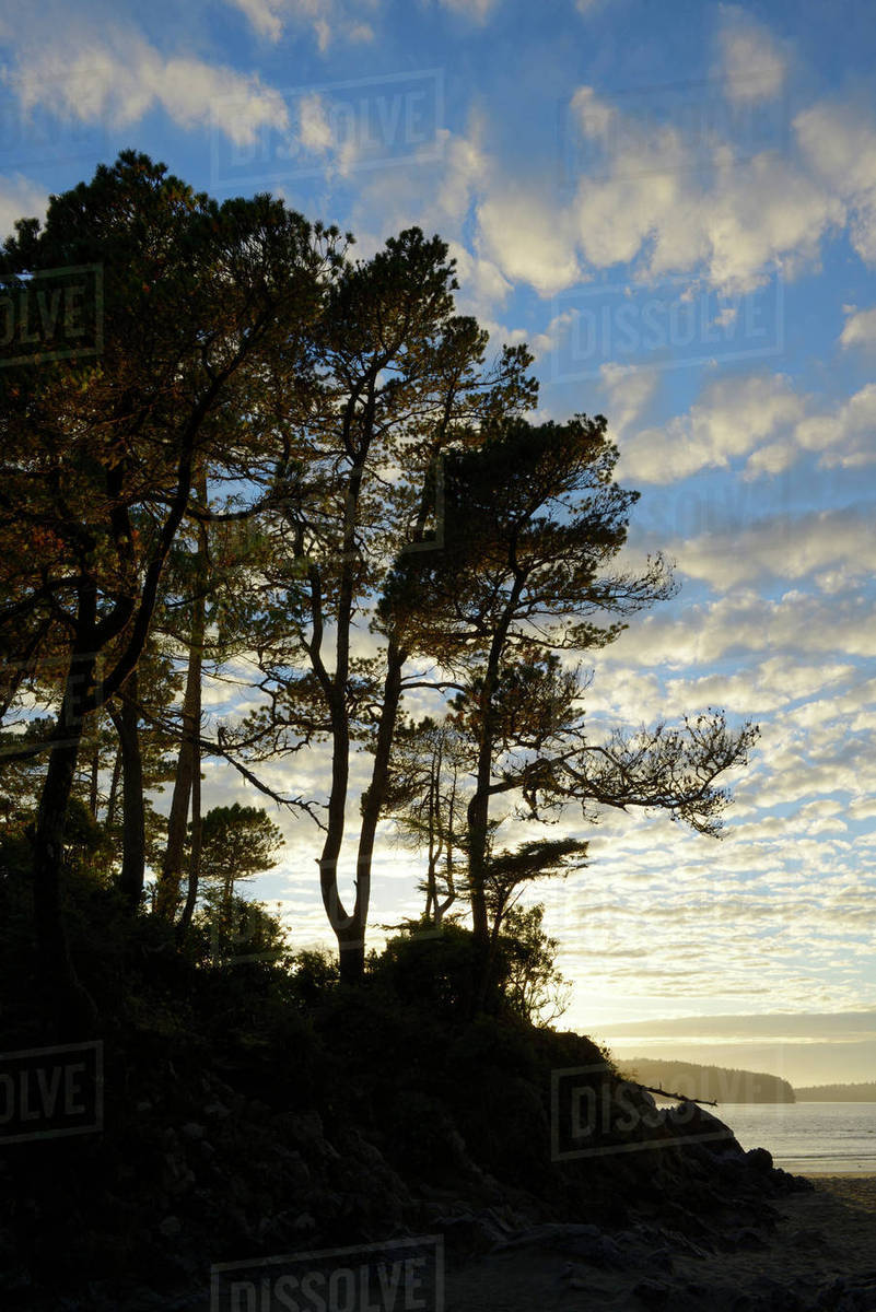 Canada, British Columbia, Vancouver Island. Gnarled trees at sunset ...