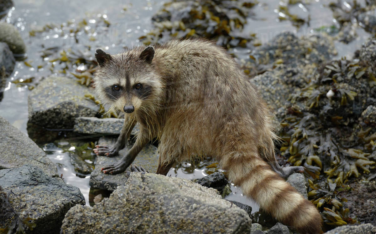 Canada, British Columbia, Gulf Islands, Portland Island. Raccoon ...