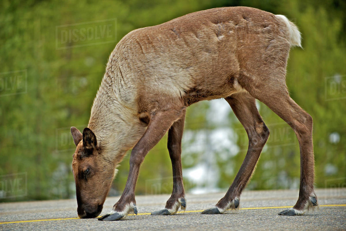 A young mountain caribou, Rangifer tarandus caribou, migrating in early ...