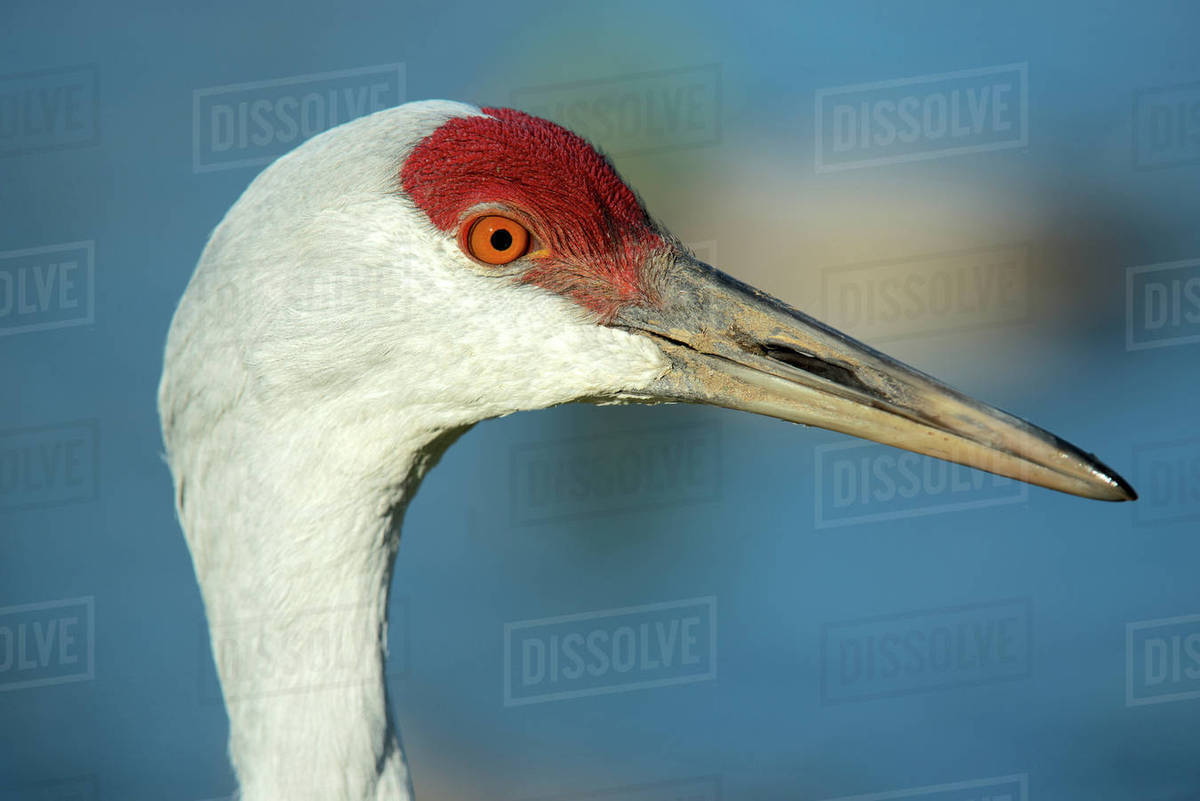 Sandhill crane, Grus canadensis - close-up of head. - Royalty-free ...