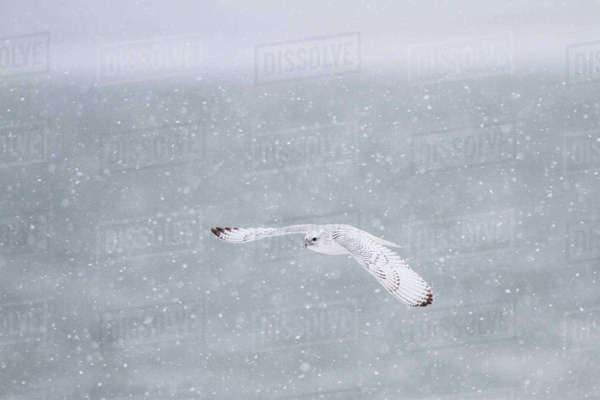 Gyrfalcon (Falco rusticolus) white phase in flight in snow Churchill ...