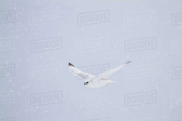 Gyrfalcon (Falco rusticolus) white phase in flight in snow Churchill ...