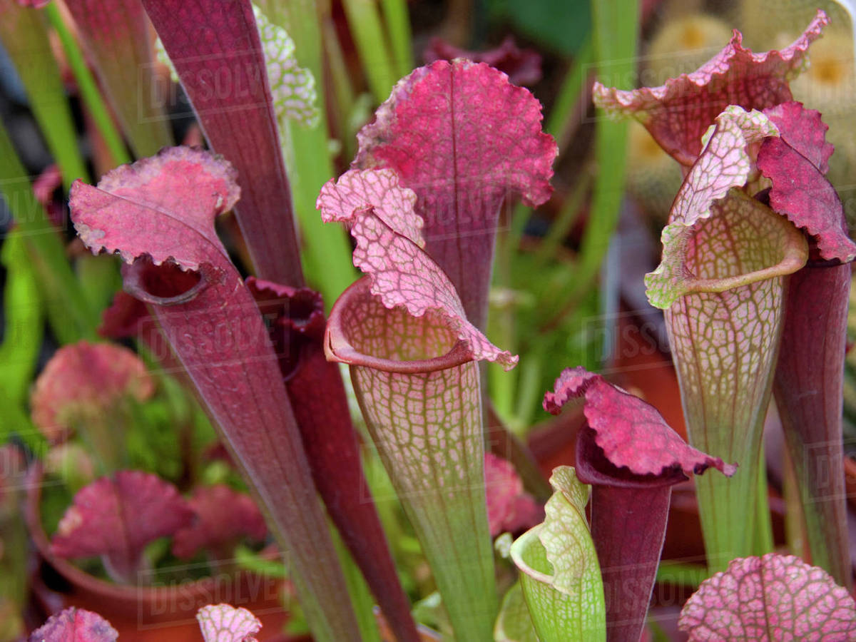 Bright colorful pitcher plants at the Bloemenmarket - Stock Photo ...