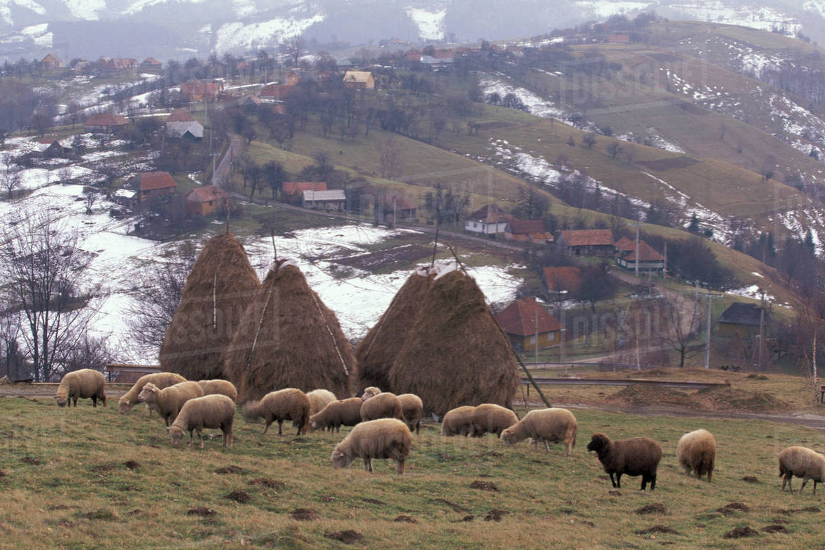 Europe, Romania, Bran region, sheep and landscape - Royalty-free Stock ...