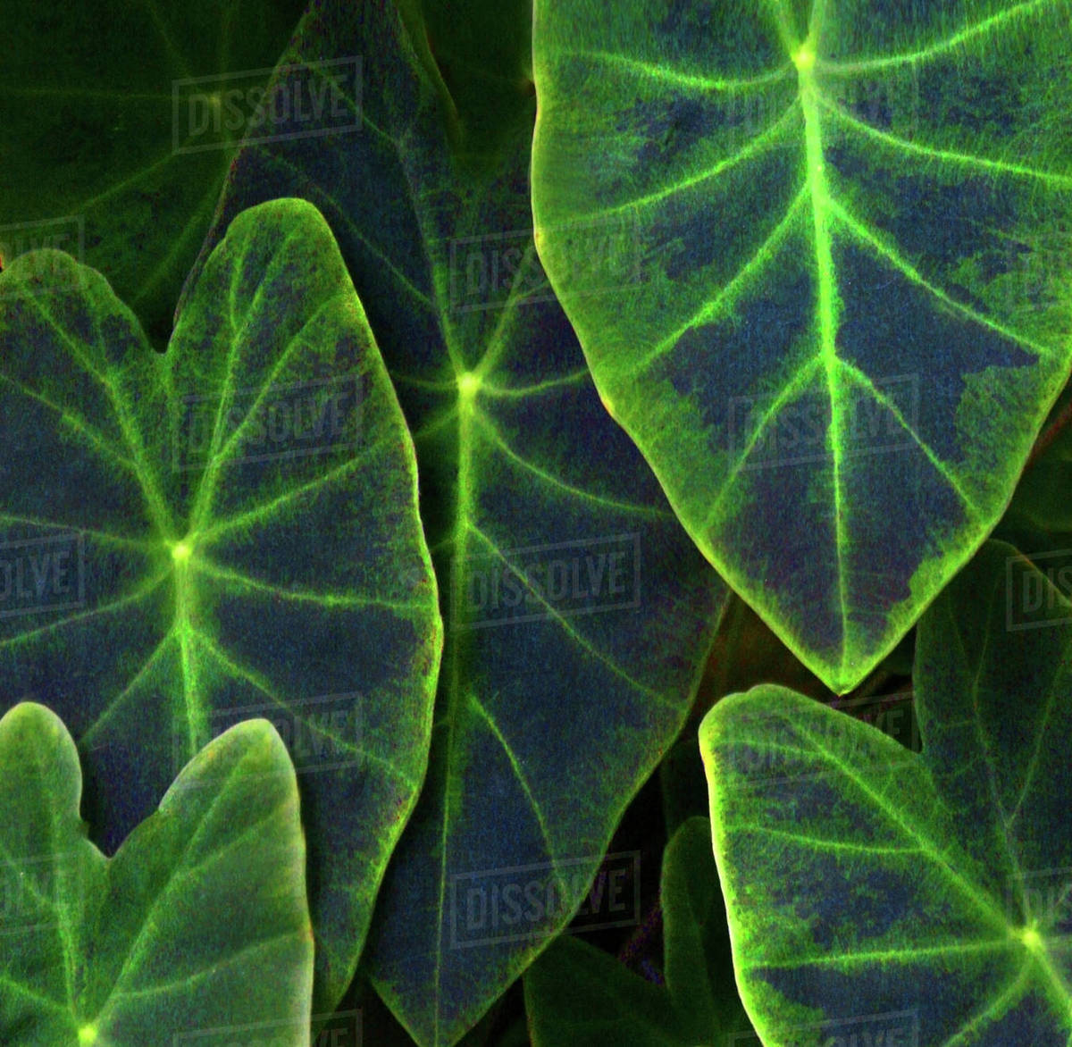 Elephant Ear leaves detail - Royalty-free Stock Photo | Dissolve