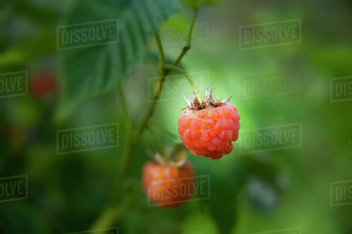A ripe, red raspberry handing from the vine - Royalty-free Stock Photo ...