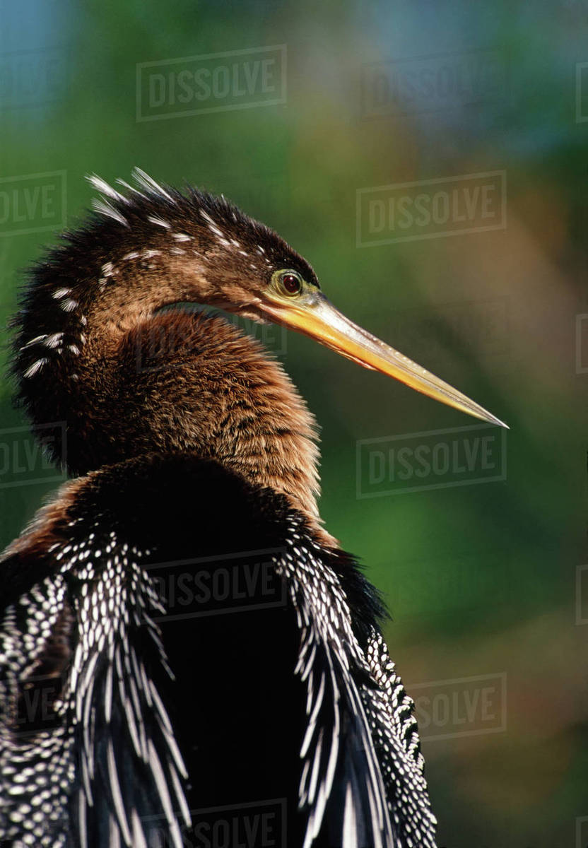 Female Anhinga - Royalty-free Stock Photo | Dissolve