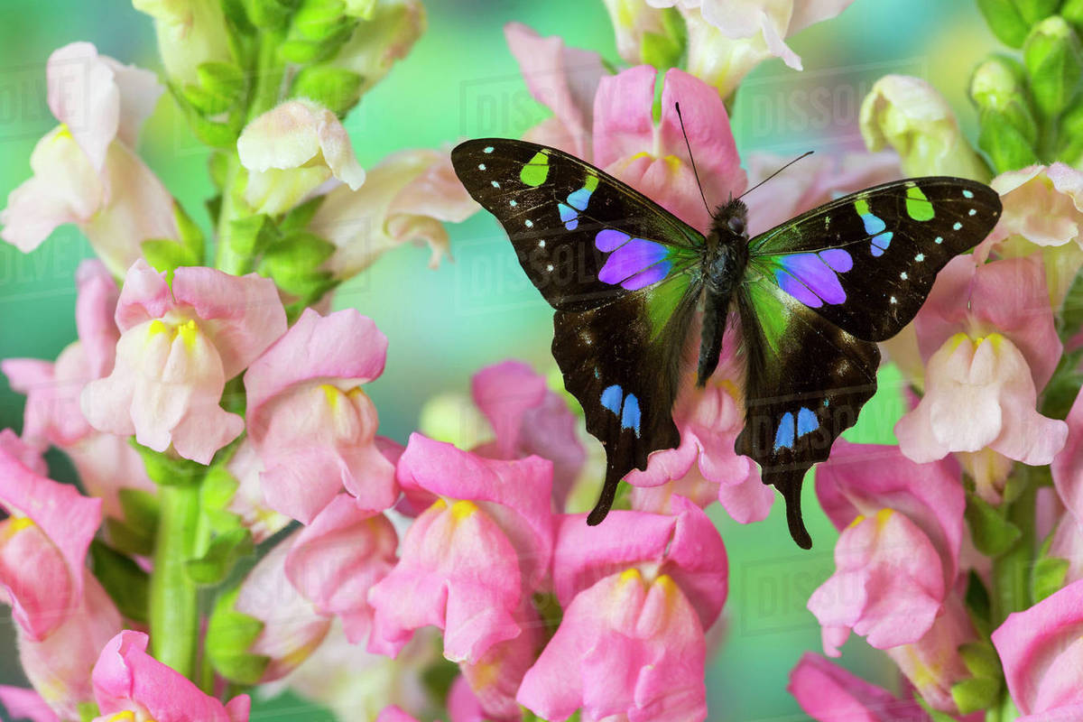 Purple spotted Swallowtail butterfly, Graphium weiski - Royalty-free ...