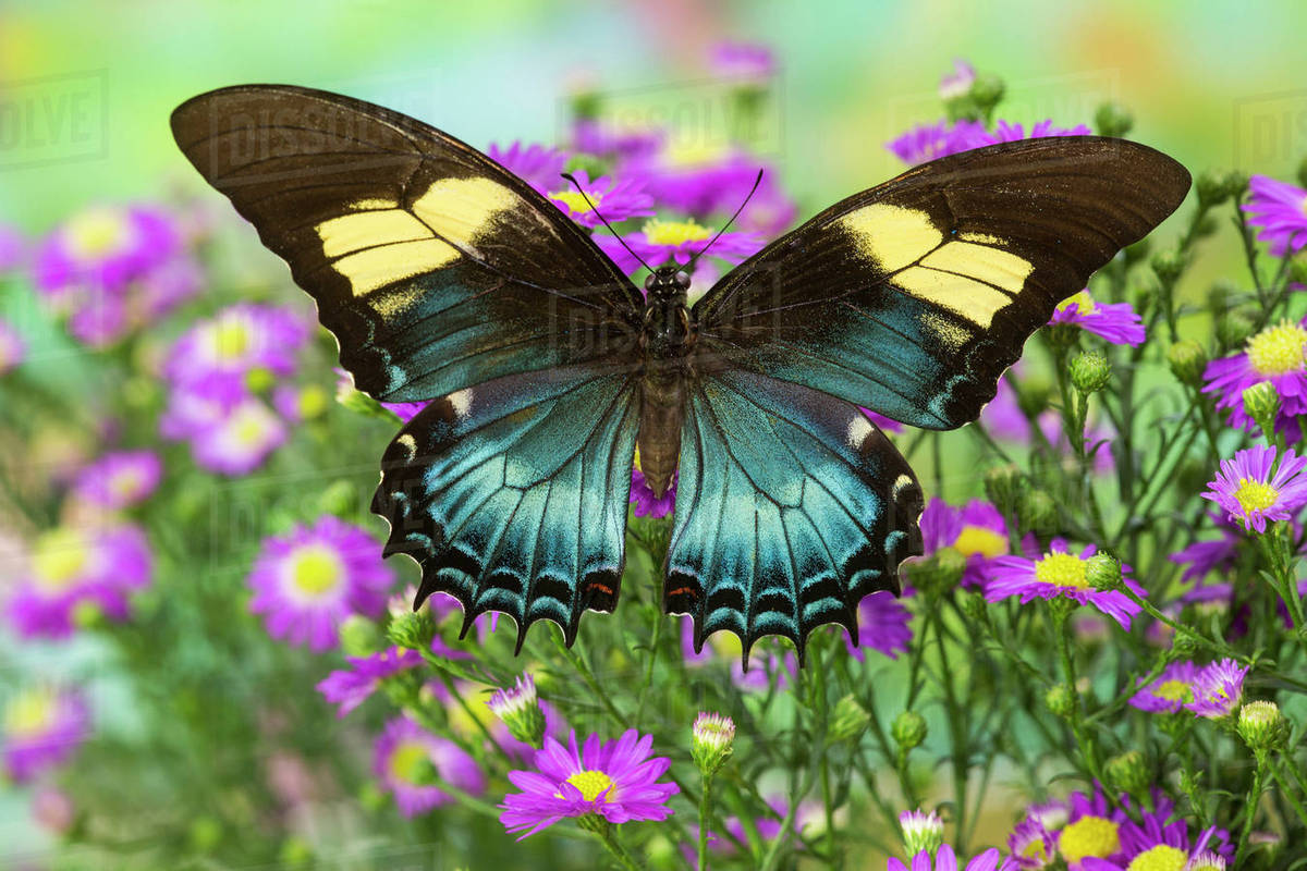 The Androgeus Swallowtail, Queen Page or Queen Swallowtail Butterfly ...