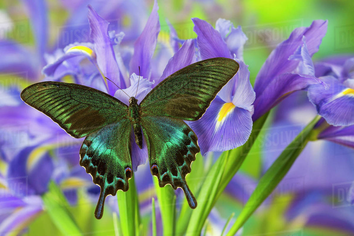 The Common Peacock Swallowtail Butterfly, Papilio bianor - Royalty-free ...