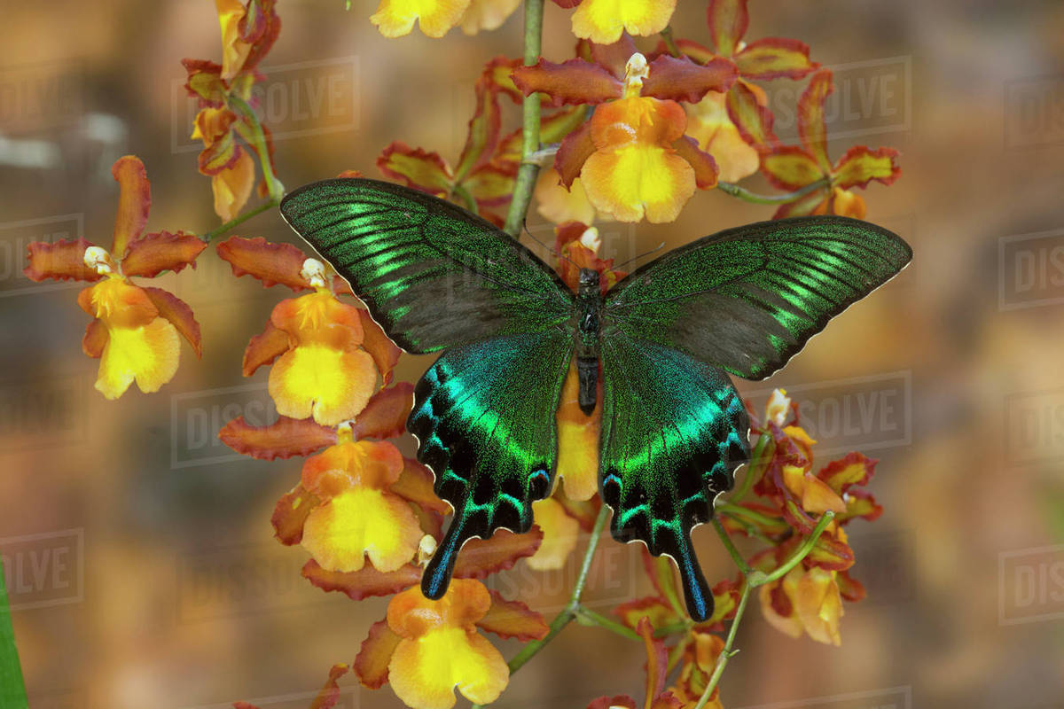 The Common Peacock Swallowtail Butterfly, Papilio bianor - Stock Photo ...