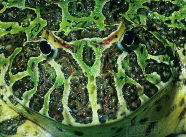 Ornate Horned Frog, (Ceratophrys ornata), South America. - Royalty-free ...