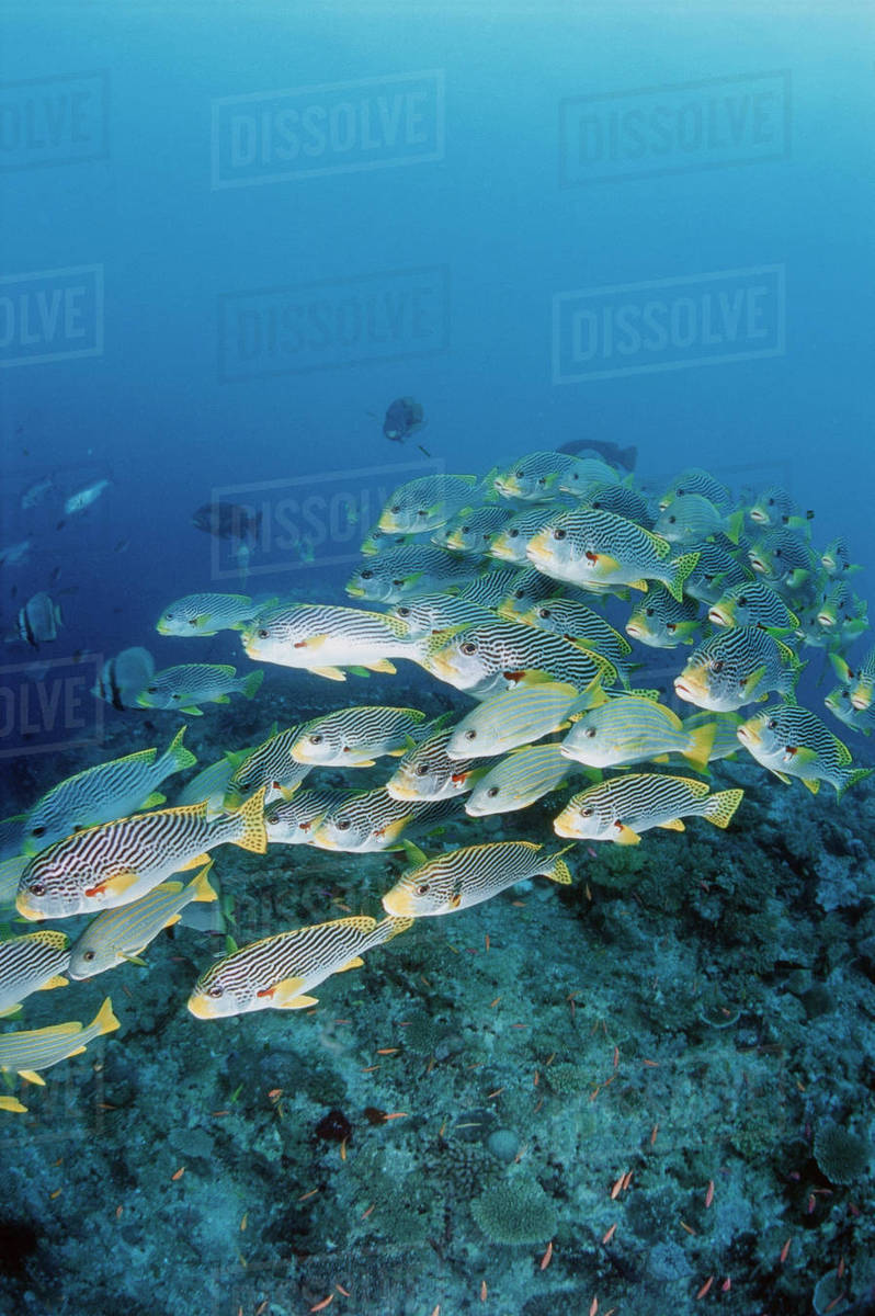 Group of fish swimming in sea - Royalty-free Stock Photo | Dissolve