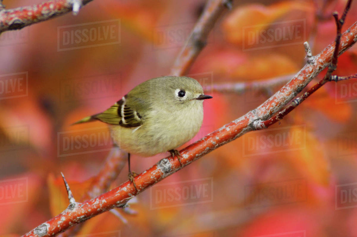 Ruby-crowned Kinglet, Regulus calendula, adult in Black Hawthorn, Grand ...