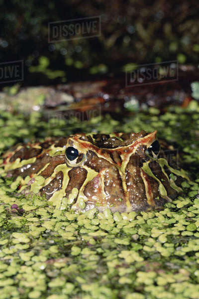 Brazilian Horned Frog, (Ceratophrys aurita) - Stock Photo - Dissolve