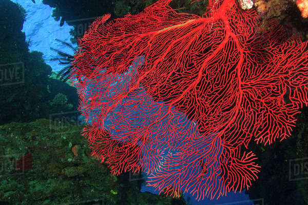 Colorful Gorgonian Sea Fan, Bligh Water, Viti Levu, Fiji, South Pacific ...