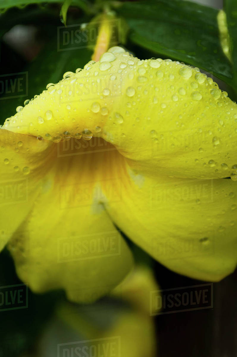 Yellow hibiscus flower with water droplets, Samoa. - Royalty-free Stock ...