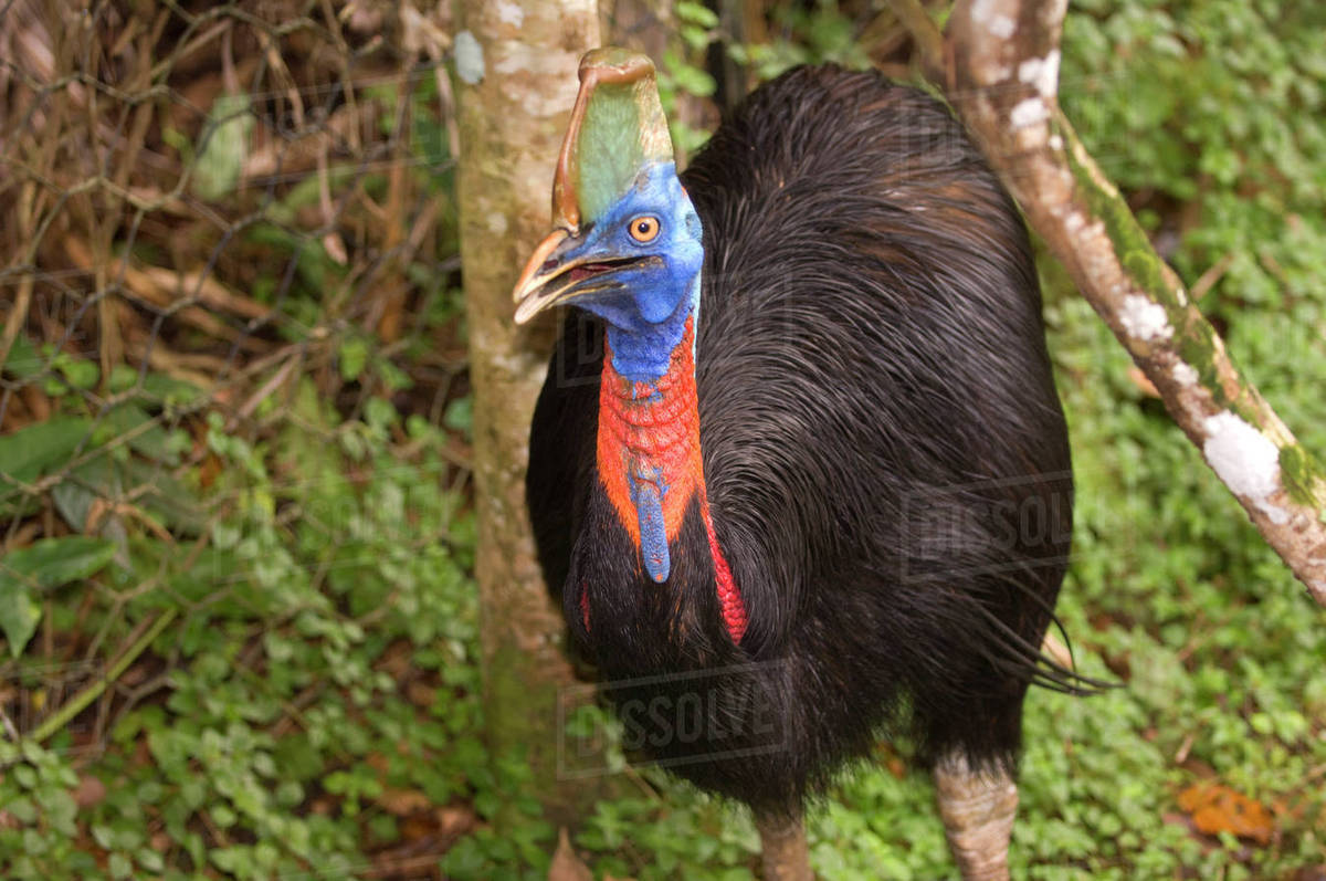 Papua New Guinea, Lae. Southern Cassowary. - Royalty-free Stock Photo ...