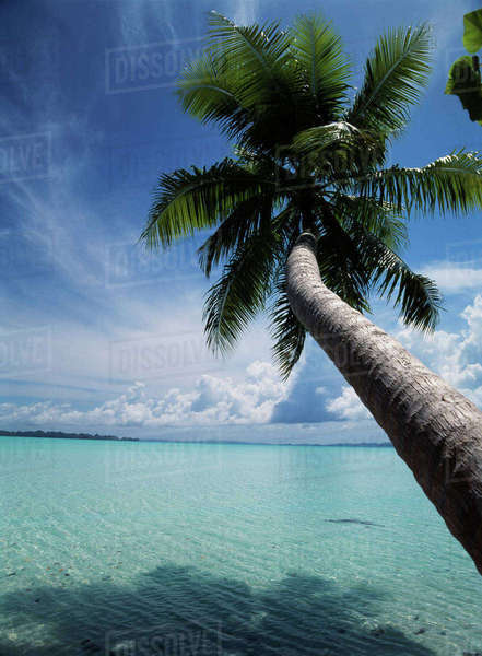 Palau, Micronesia, Palm tree at Palau Lagoon - Royalty-free Stock Photo ...