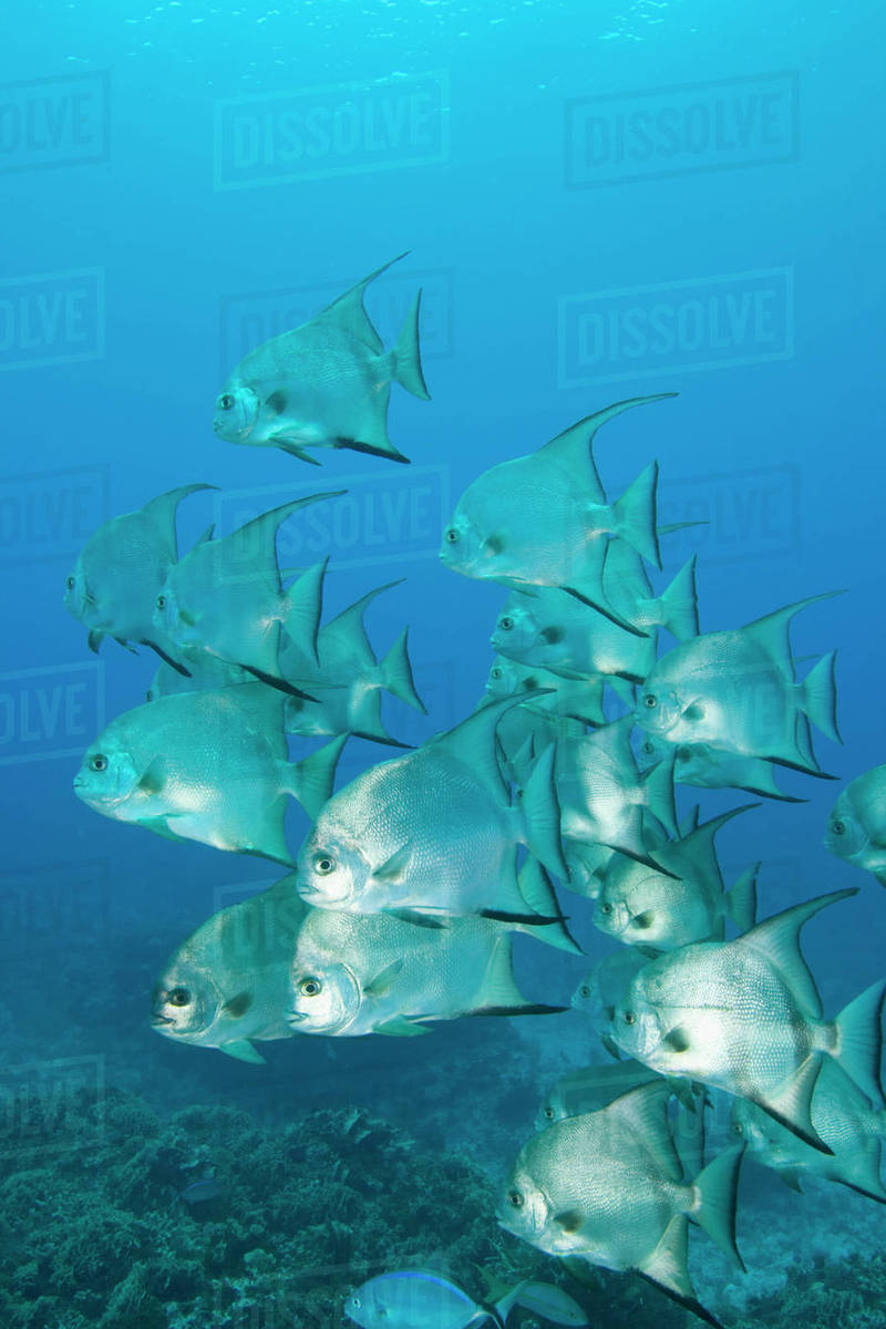 Atlantic Spadefish (Chaetodipterus faber) Ambergris Caye, Hol Chan ...