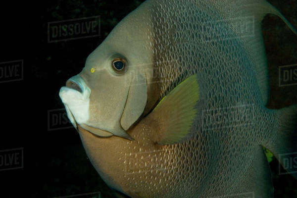 Gray Angelfish (Pomacanthus arcuatus) Hol Chan Marine Preserve, Belize ...