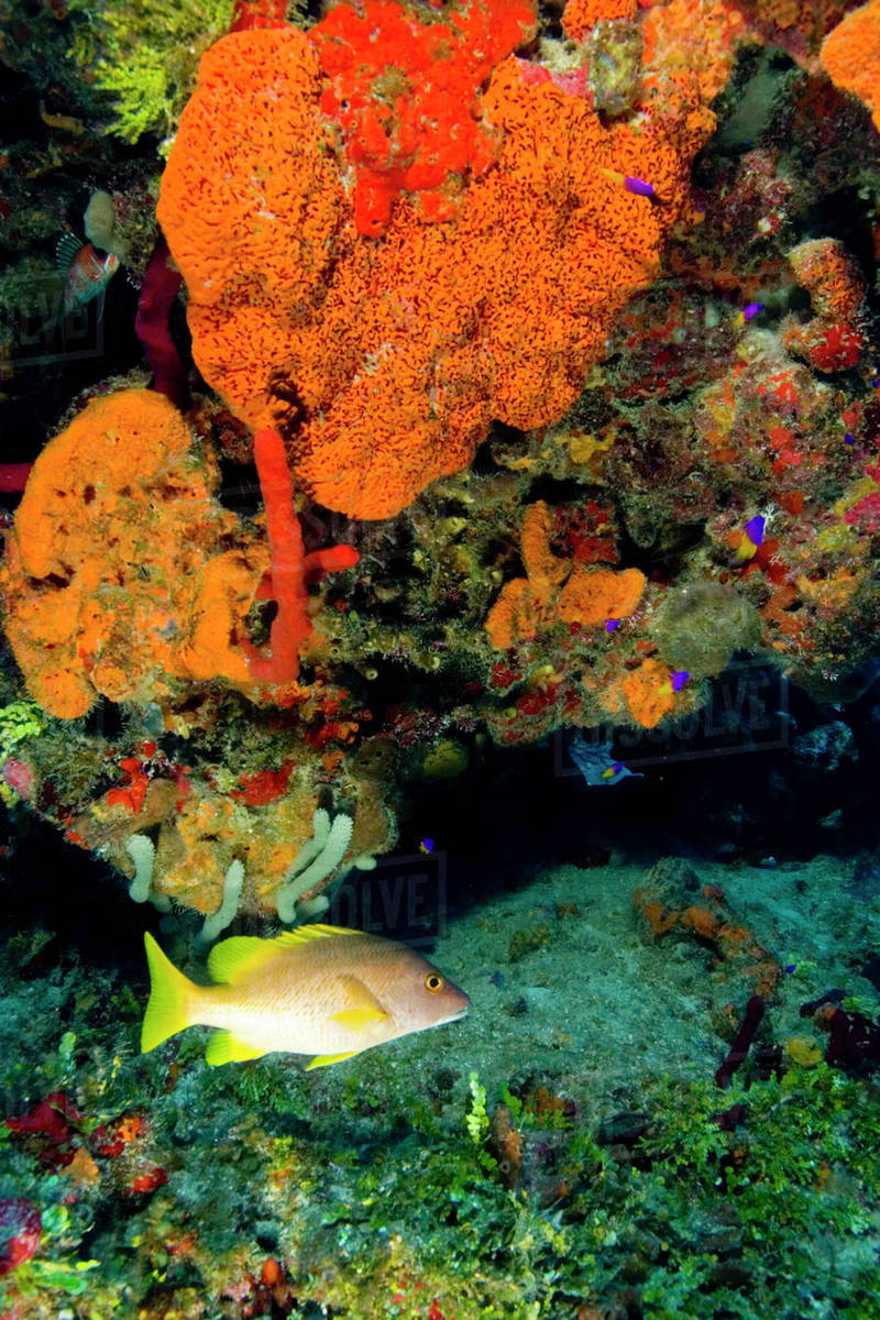 Yellow Snapper and Orange Encrusting Sponge (Diplastrealla sp.) Hol ...
