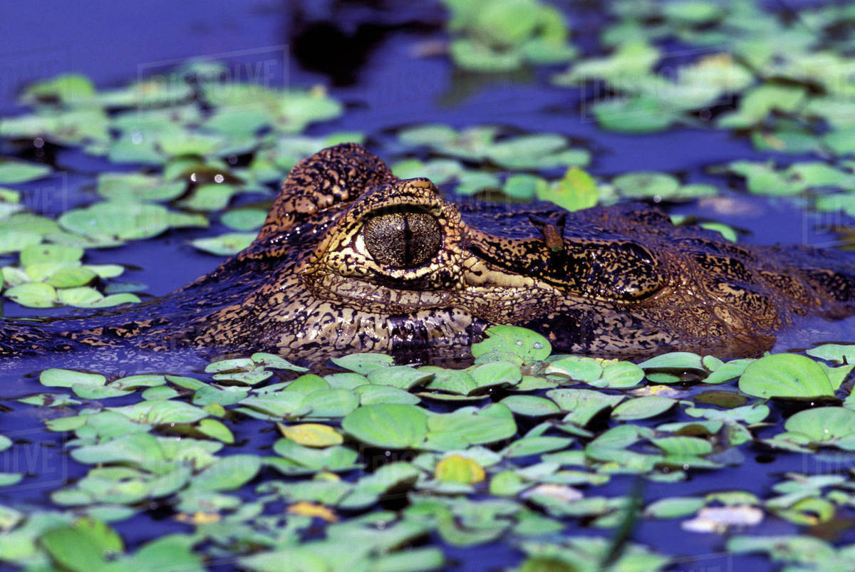 South America, Brazil, Amazon Rainforest, Pantanal. Spectacled Caiman ...