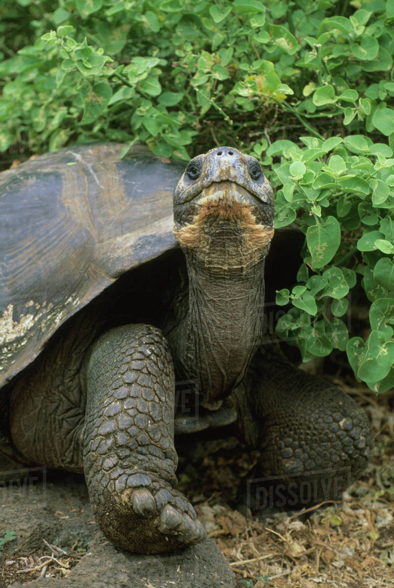 Galapagos Giant Tortoise, (Geochelone elephantopus), endangered, Santa ...
