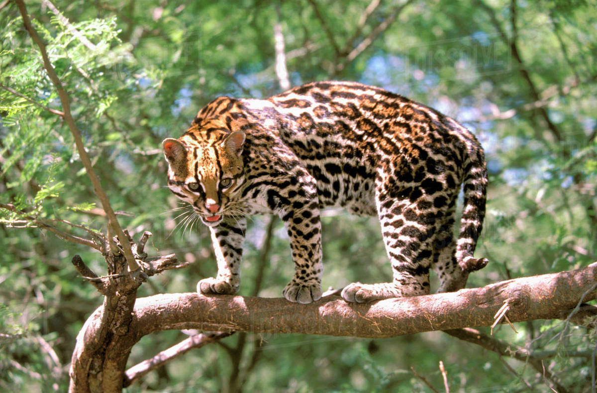 South America, Ecuador, Amazon. Ocelot (Leopardus pardalis) - Royalty ...