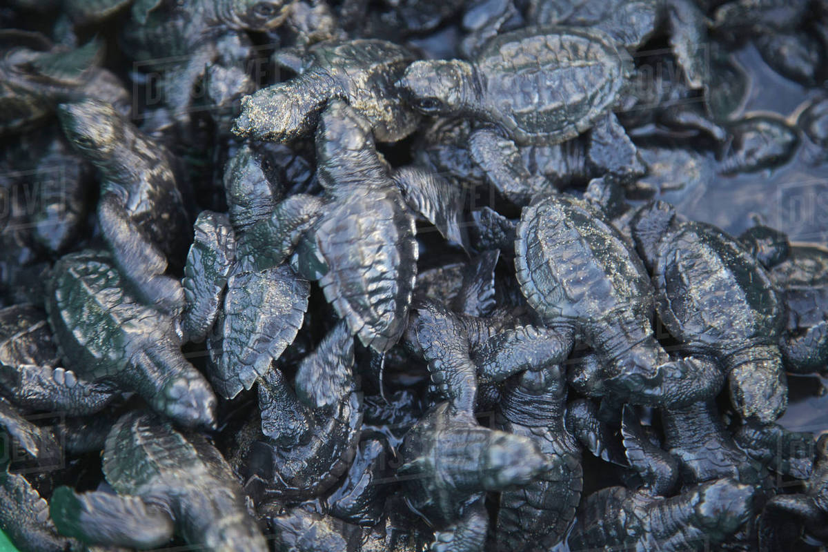 Central America, El Salvador, Pacific Ocean, turtle hatchlings ...