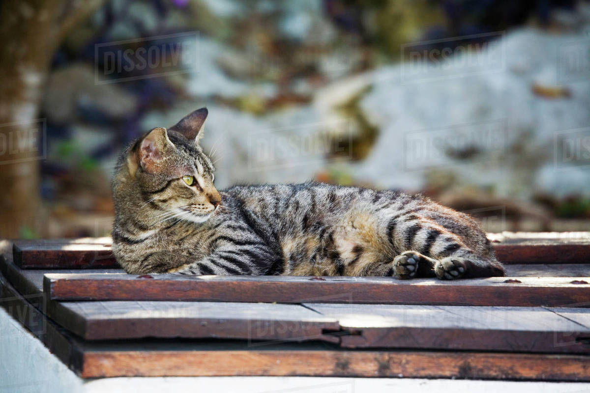 North America, Mexico, Quintana Roo, Tulum. A short-haired cat laying ...
