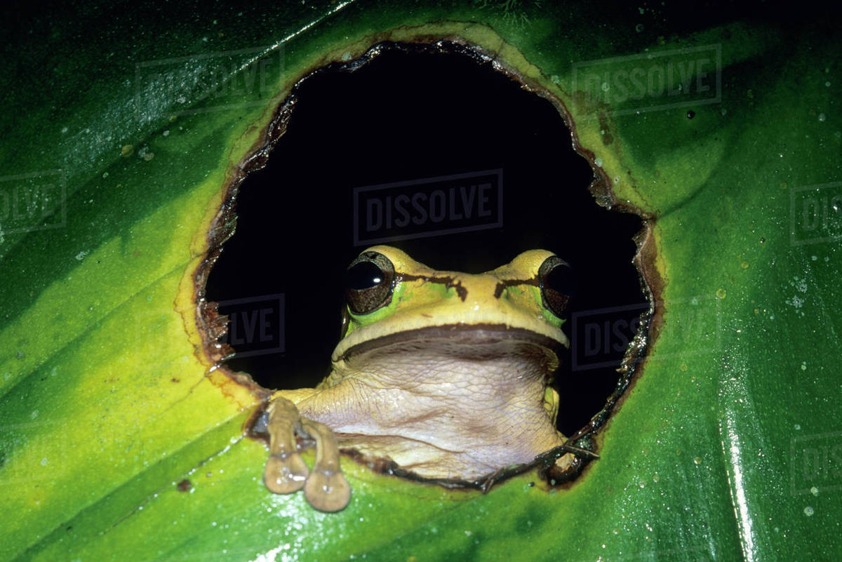Masked Tree Frog (Smilisca phaeota) in leaf hole, Braulio Carrillo ...