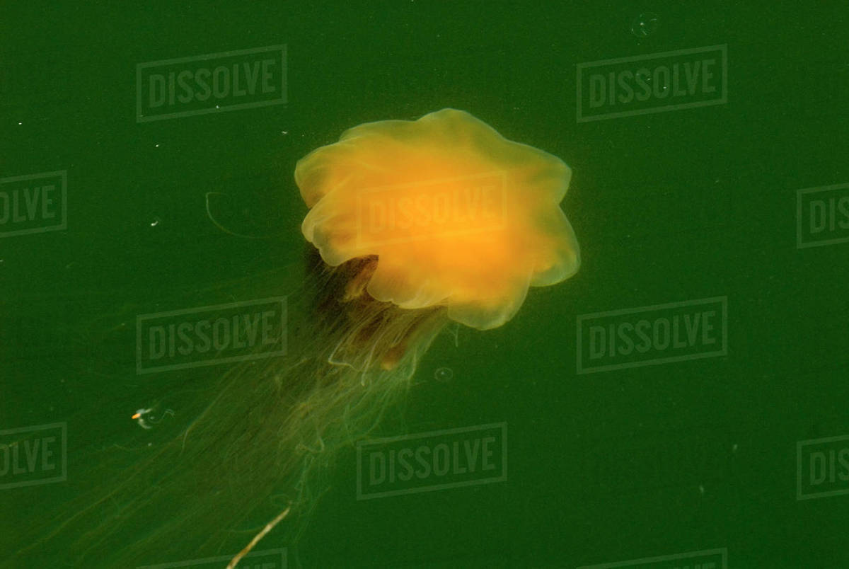 North America, USA, AK, Inside Passage. Lion's Mane Jellyfish (Cyanea ...