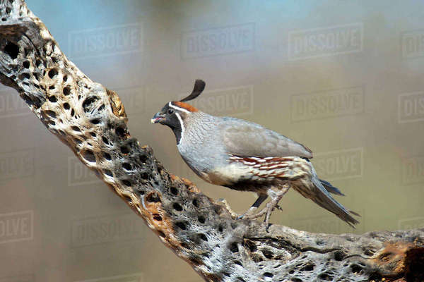 A male Gambel's Quail (Callipepla gambelii) feeds on the skeleton of a ...