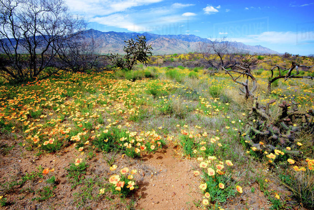 Hwy 191 Arizona: Pinaleno Mountains seen across the desert along ...