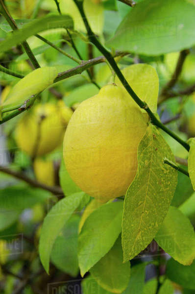California. Lemon tree with ripe lemons. - Royalty-free Stock Photo ...