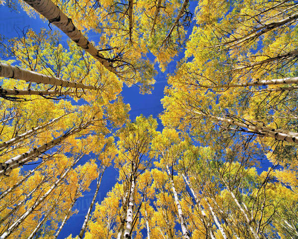 USA, Colorado, Aspen area. Aspen forest in fall color as seen from the ...