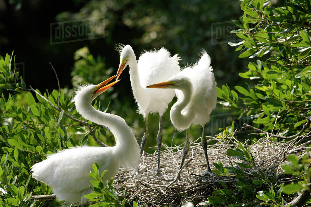 Great Egret (Ardea alba) juveniles inside nest of oak tree. Alligator ...