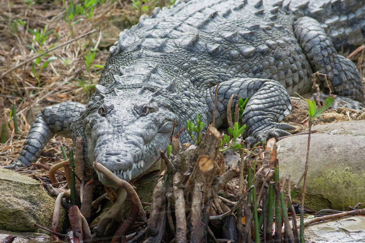 American Crocodile sunning, Crocodylus acutus, Everglades National Park ...